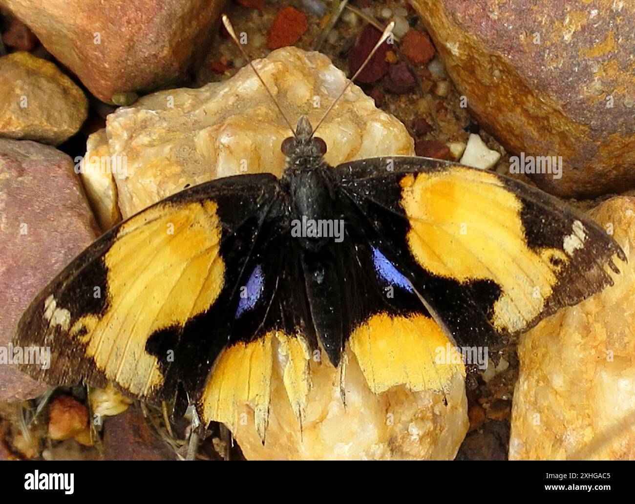 African Yellow Pansy (Junonia hierta cebrene Stock Photo - Alamy