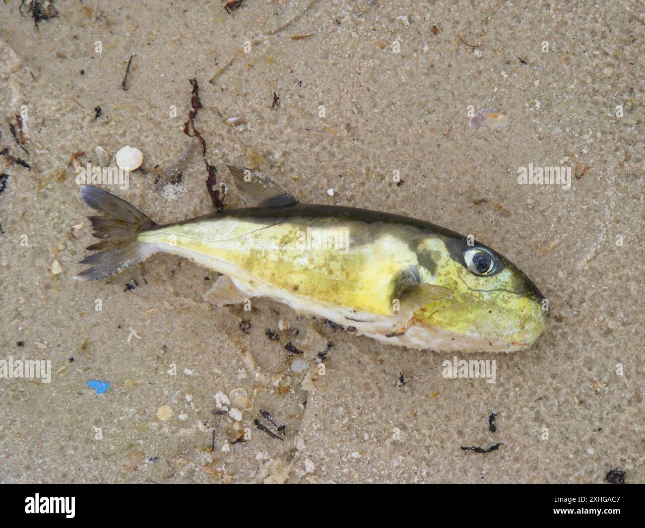 Half-smooth Golden Puffer (Lagocephalus spadiceus Stock Photo - Alamy