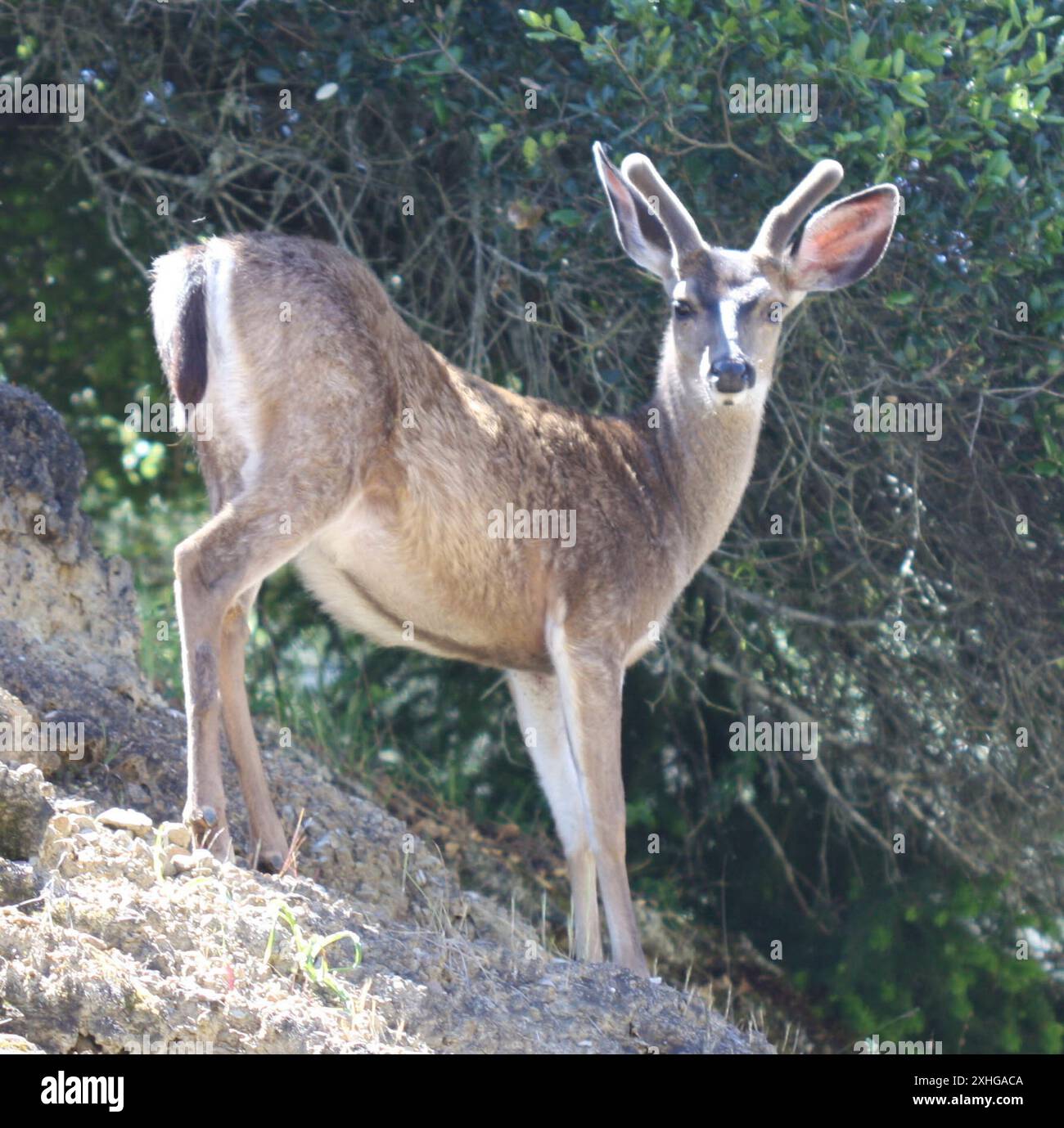 Columbian Black-tailed Deer (Odocoileus hemionus columbianus Stock ...