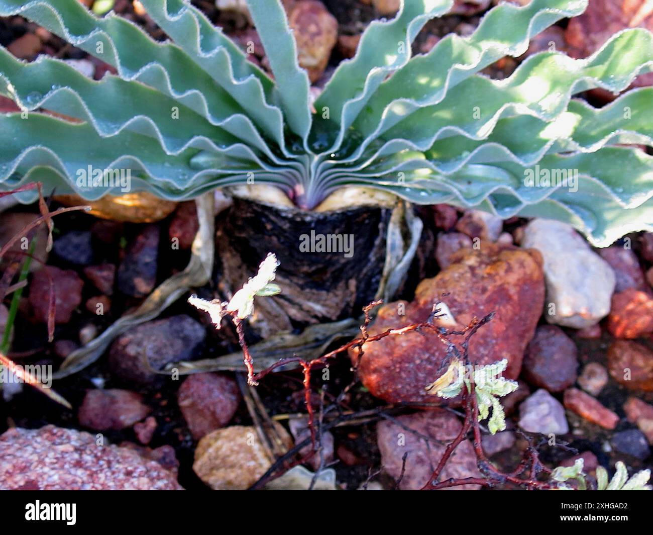 Poison-bulb (Boophone disticha Stock Photo - Alamy