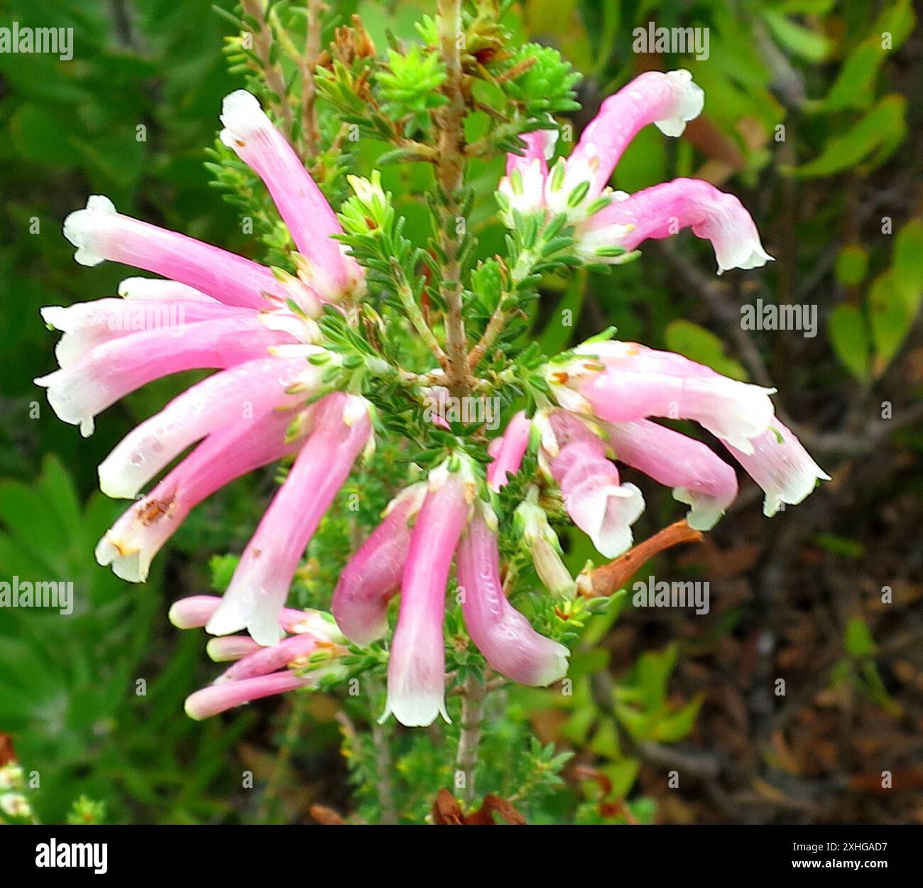 Twotone Heath (Erica versicolor Stock Photo - Alamy