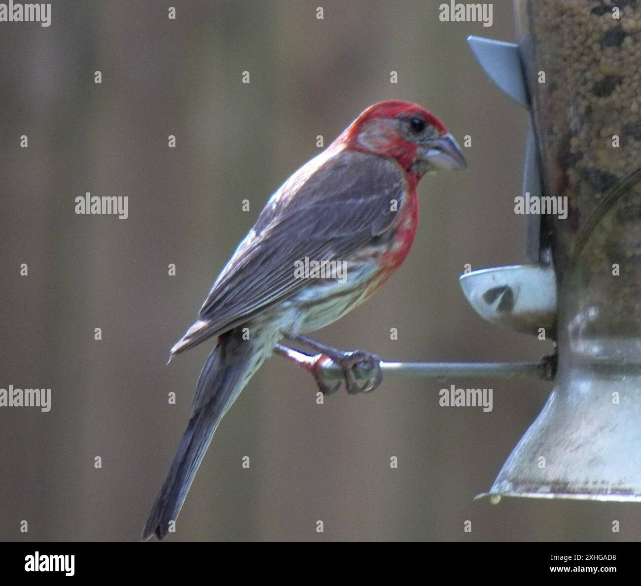 House Finch (Haemorhous mexicanus Stock Photo - Alamy