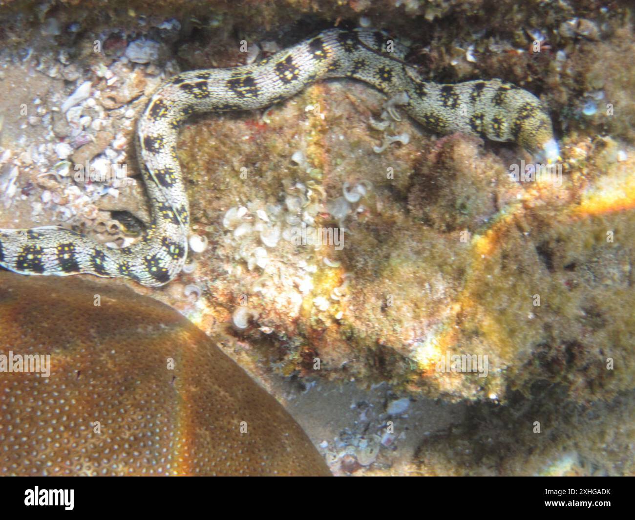 Snowflake Moray (Echidna nebulosa Stock Photo - Alamy