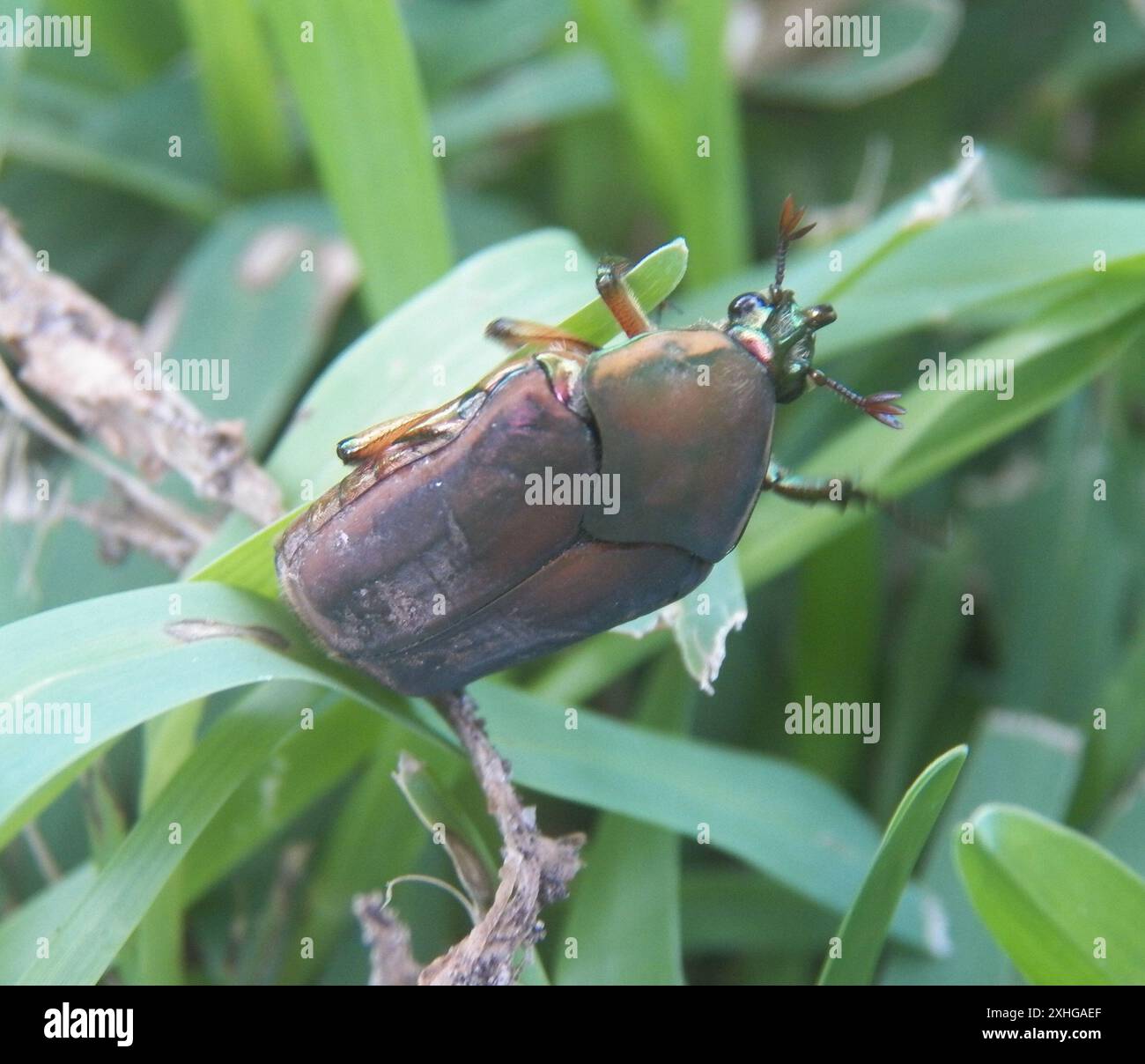 Common Green June Beetle (Cotinis nitida Stock Photo - Alamy