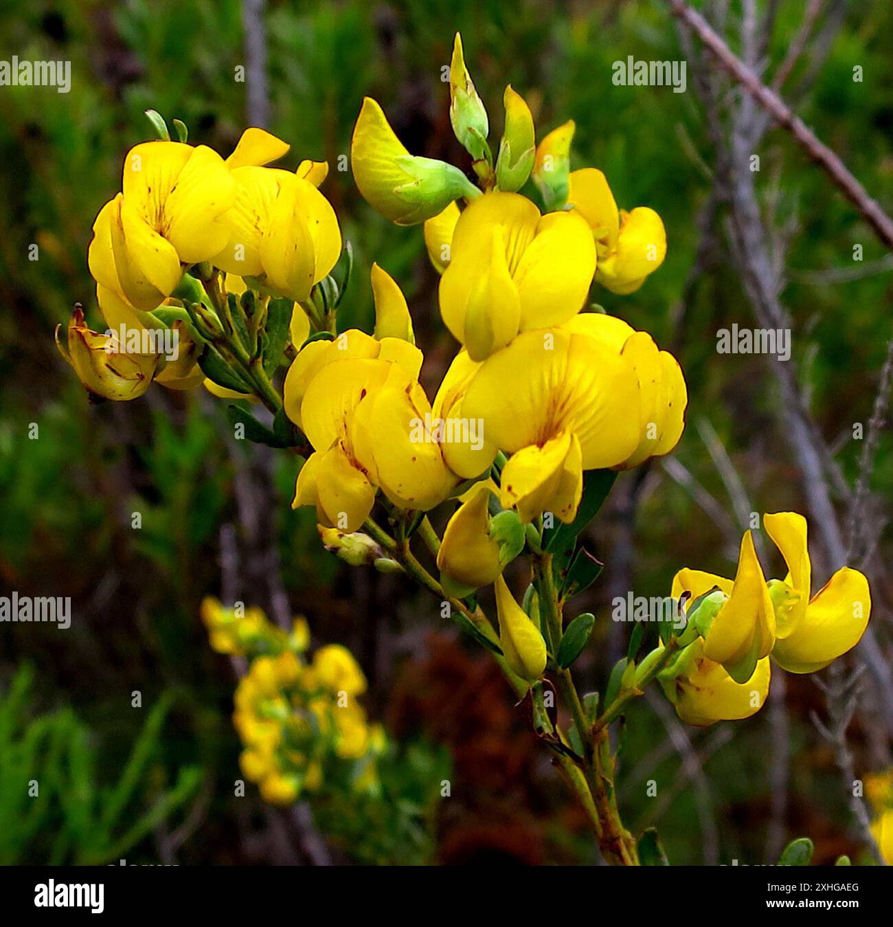 Vlei Honeybush (Cyclopia subternata Stock Photo - Alamy
