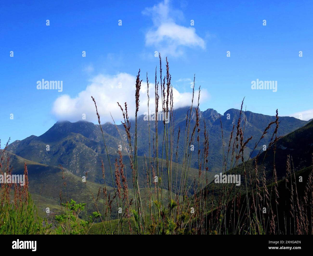 Tall Elephantreed (Rhodocoma gigantea Stock Photo - Alamy