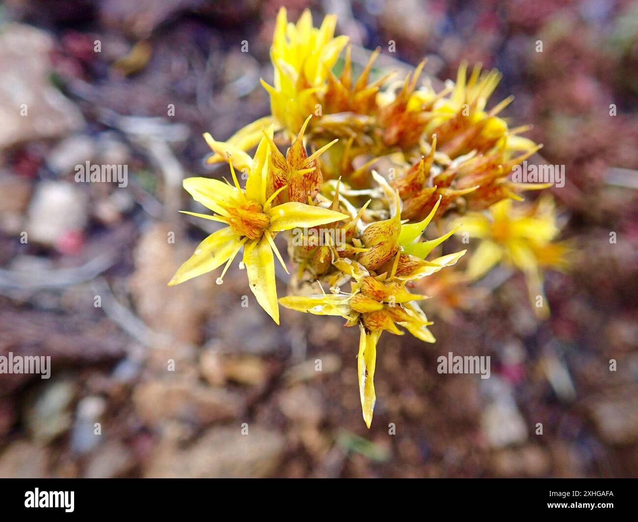 Lanceleaf Stonecrop (Sedum lanceolatum Stock Photo - Alamy