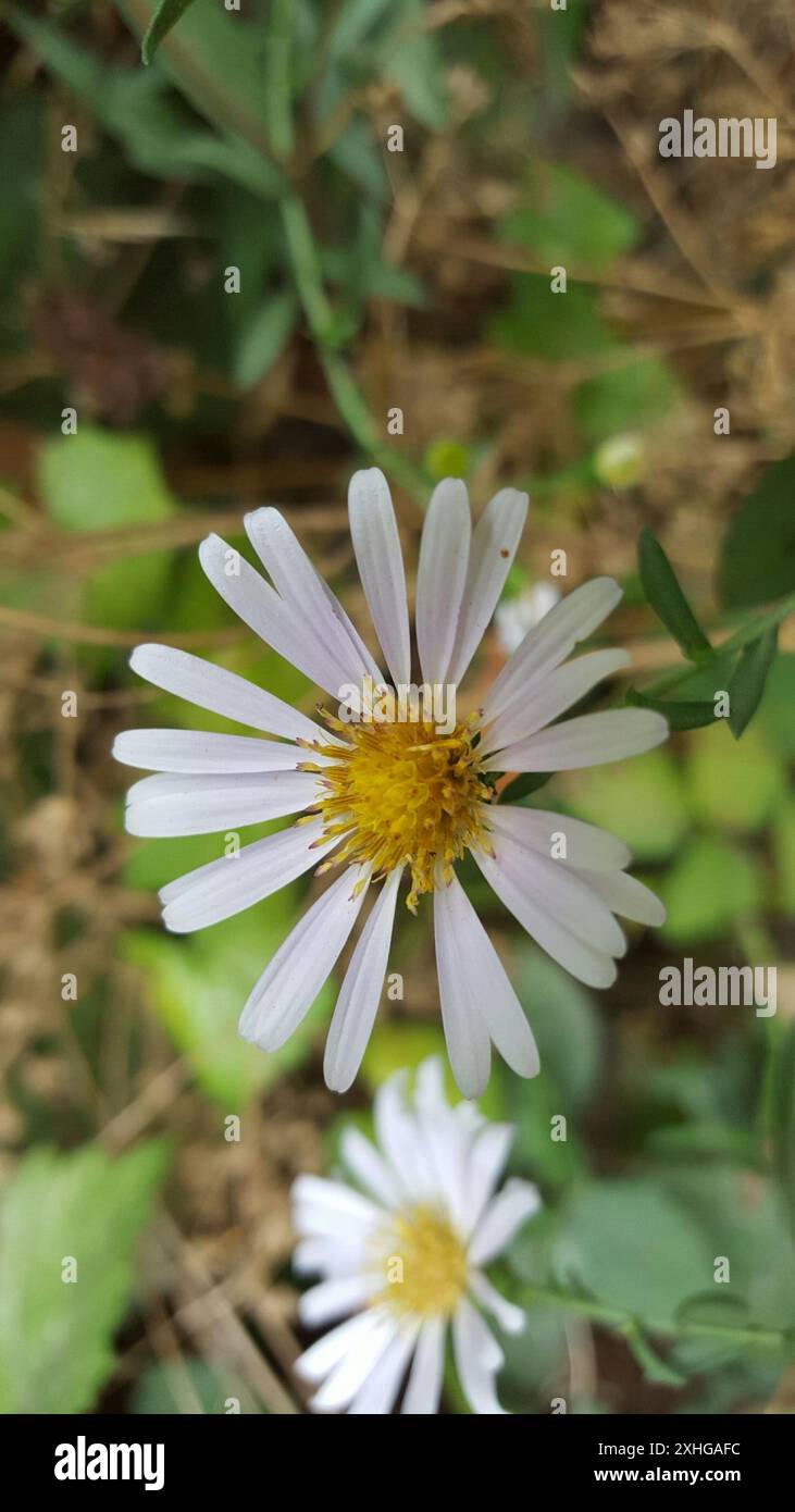 Pacific Aster (Symphyotrichum chilense Stock Photo - Alamy