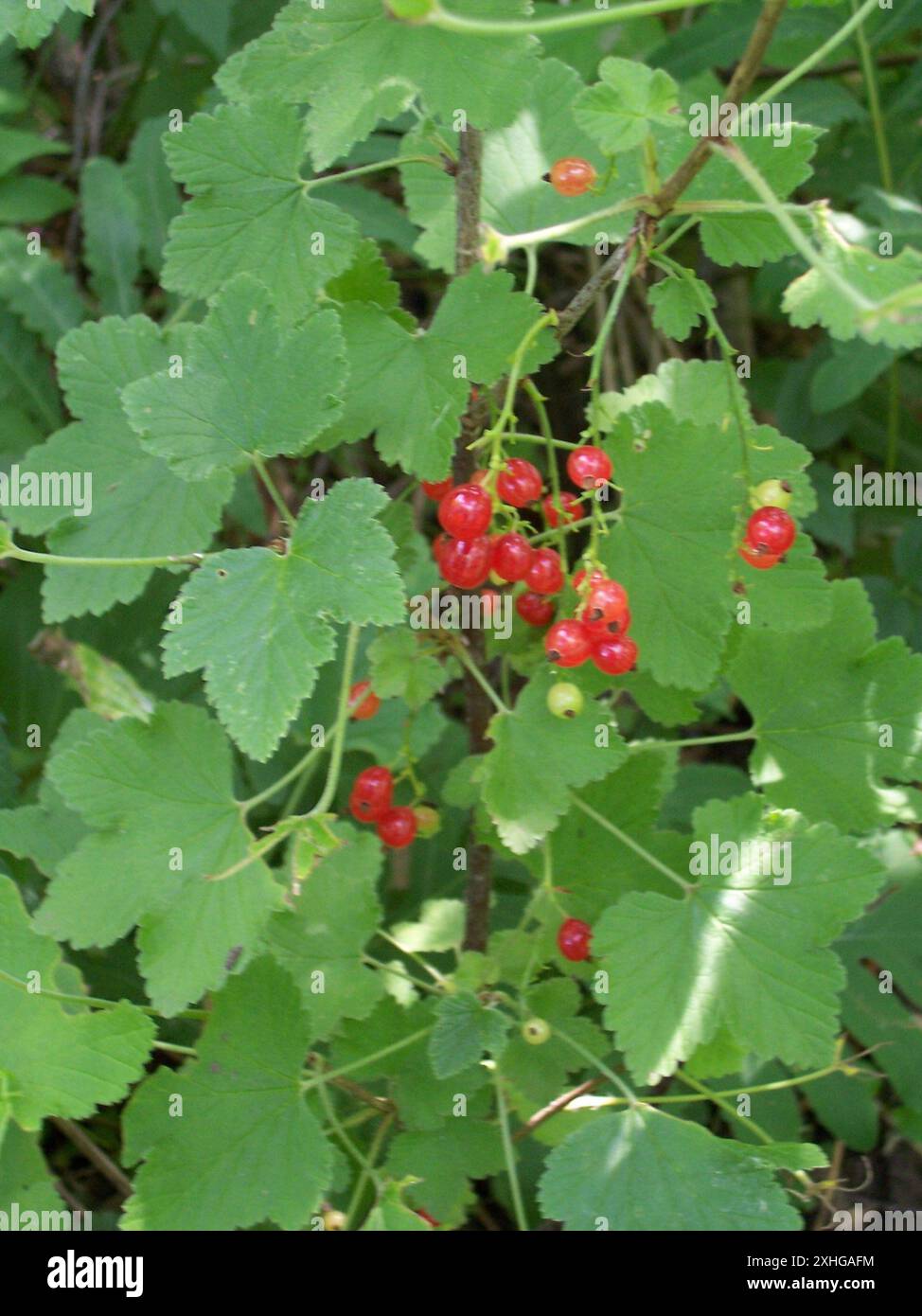 Red Currant (Ribes rubrum Stock Photo - Alamy