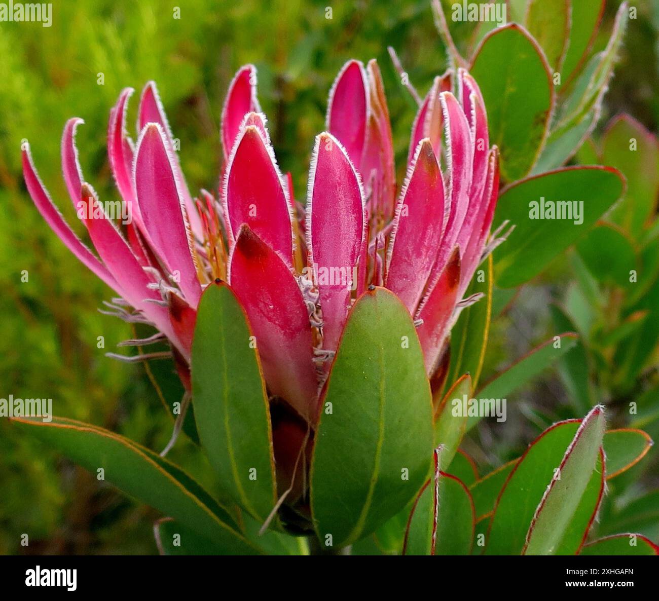 Bot river sugarbush protea hi-res stock photography and images - Alamy