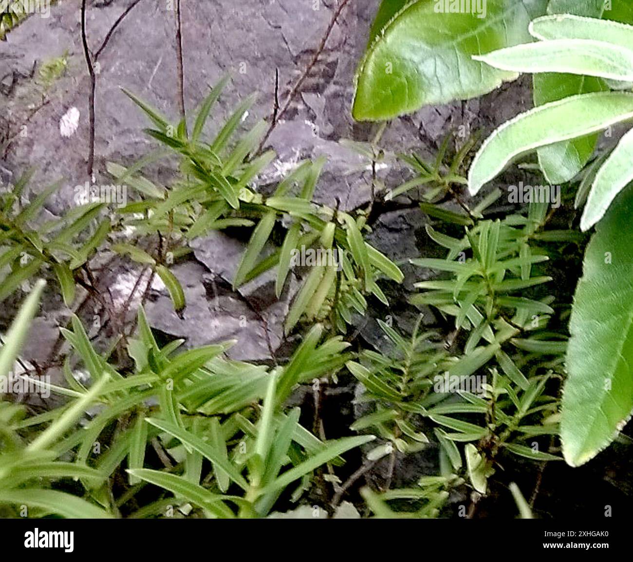 Tree Hebe (Veronica parviflora Stock Photo - Alamy
