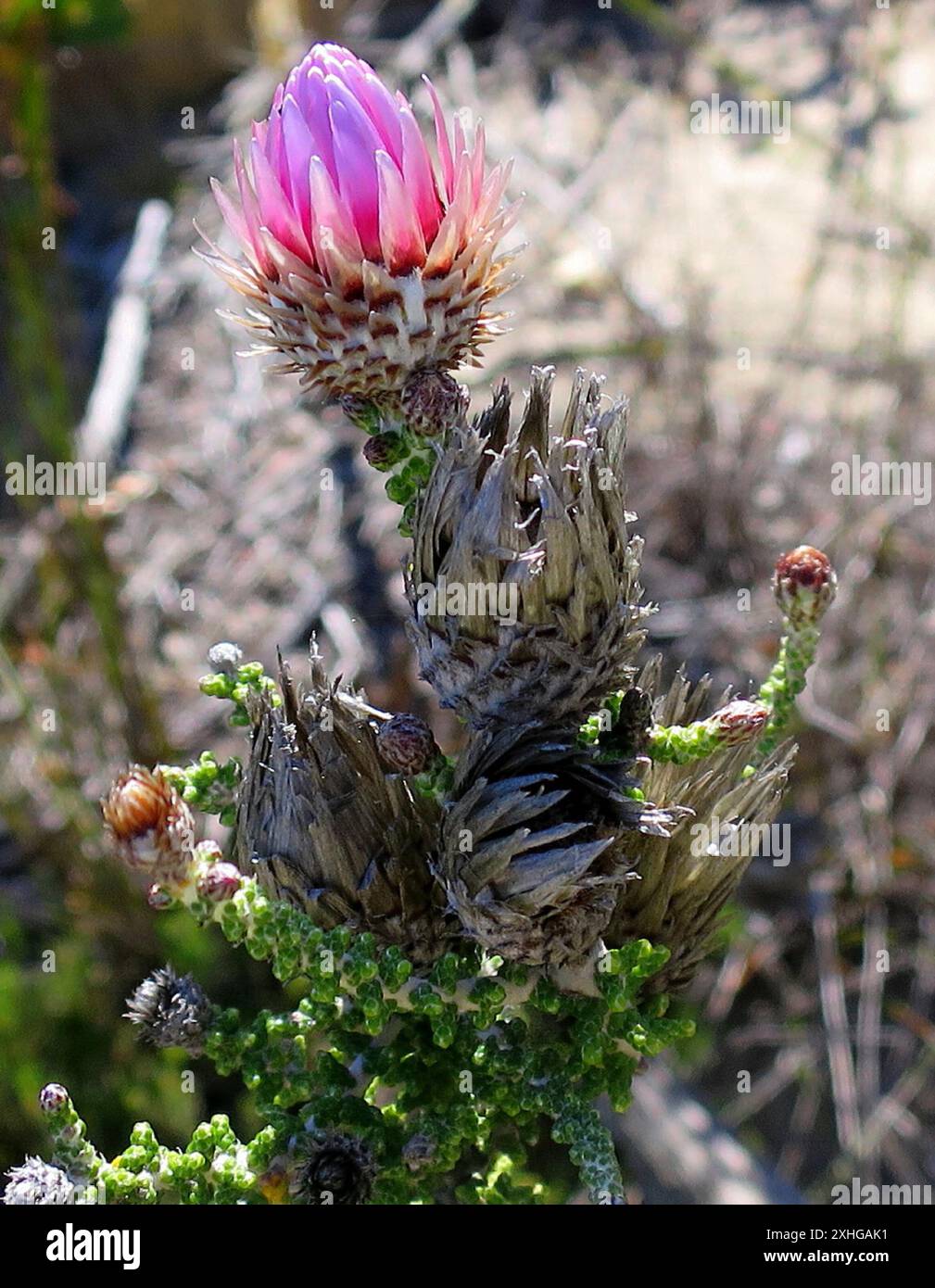 Cape everlasting hi-res stock photography and images - Alamy