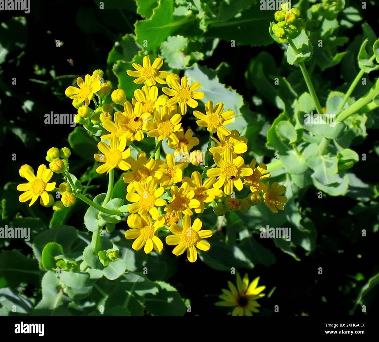 Poorflower Babooncabbage (Othonna parviflora Stock Photo - Alamy