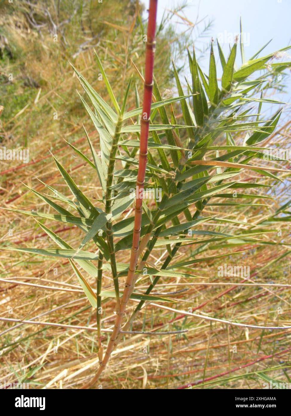 African Reed (Phragmites mauritianus Stock Photo - Alamy