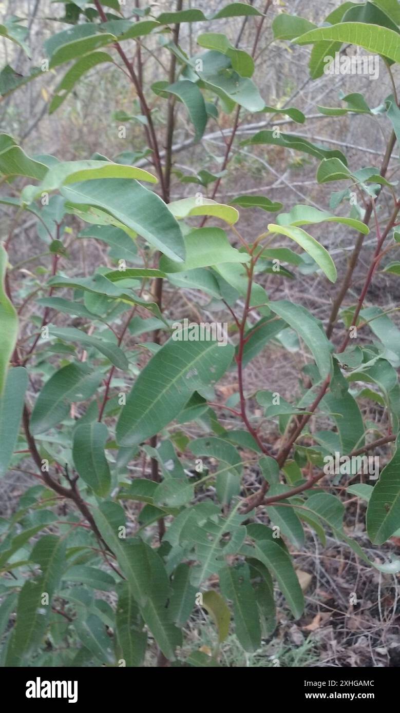 laurel sumac (Malosma laurina Stock Photo - Alamy