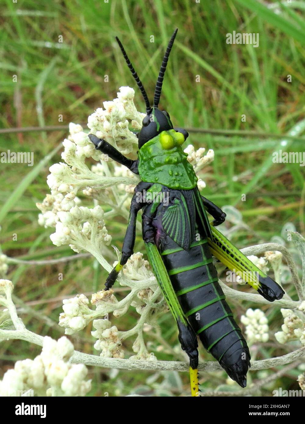 Common Leprous Milkweed Locust (Phymateus leprosus leprosus Stock Photo ...