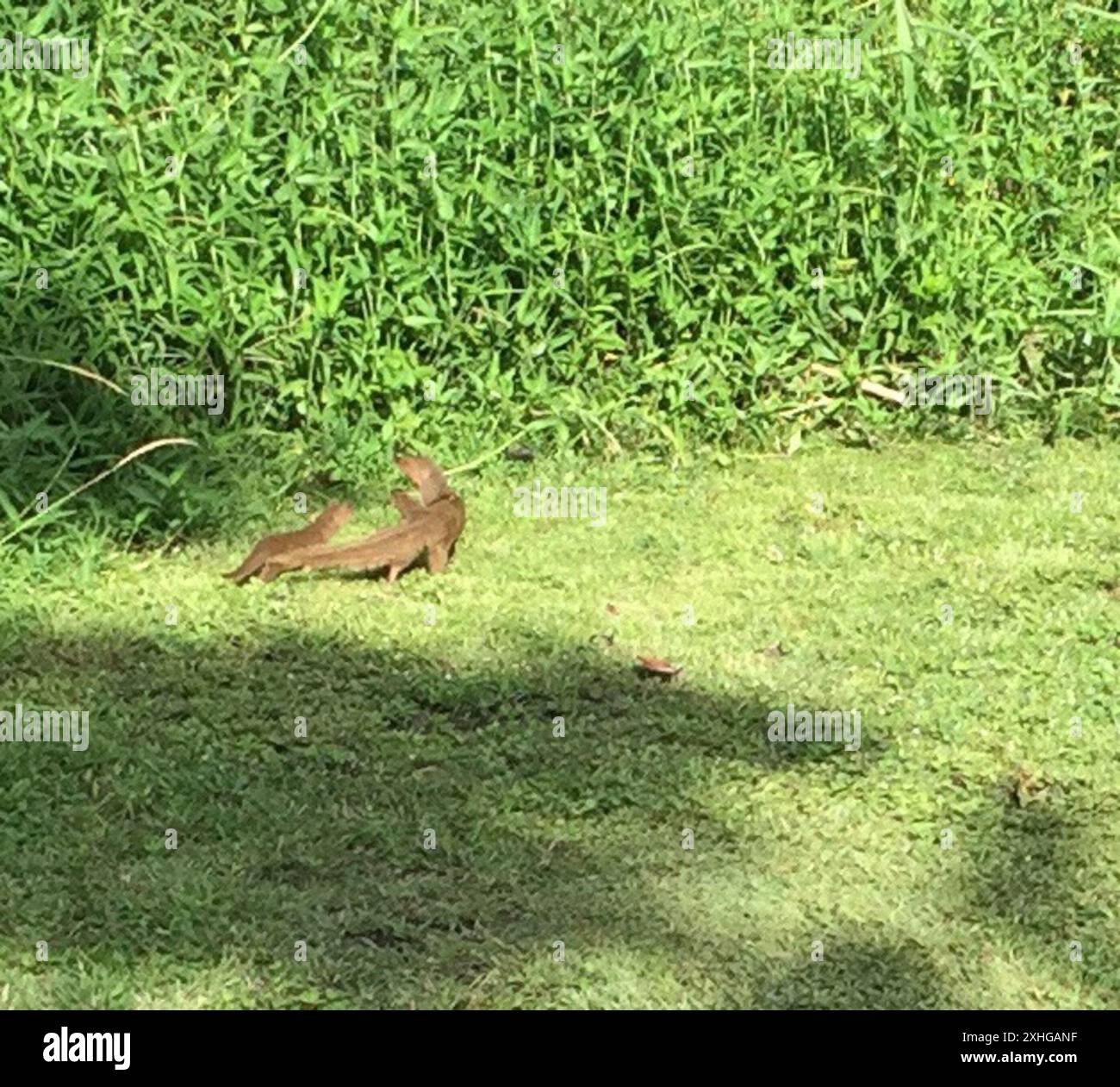 Urva hi-res stock photography and images - Alamy