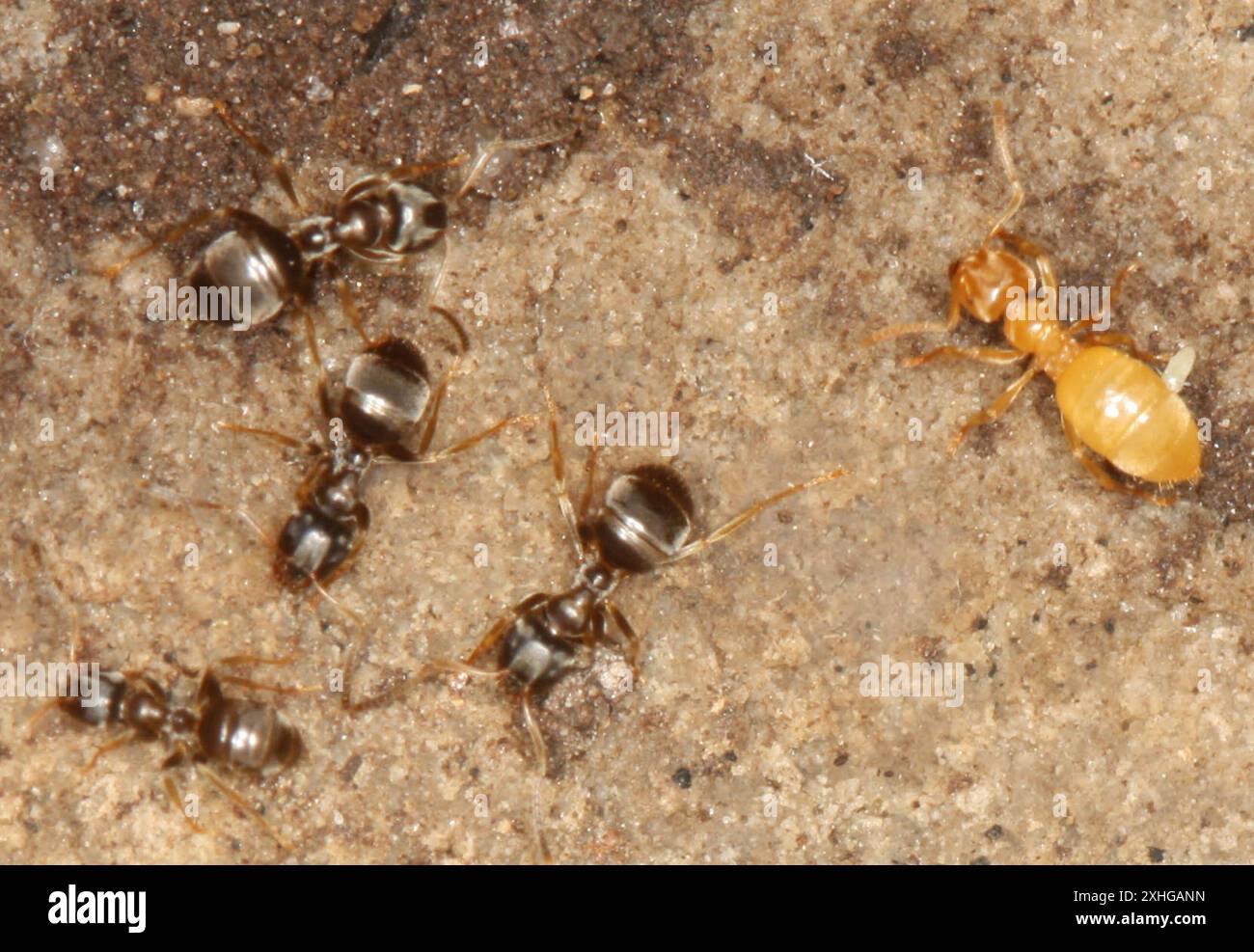 Lasius americanus hi-res stock photography and images - Alamy