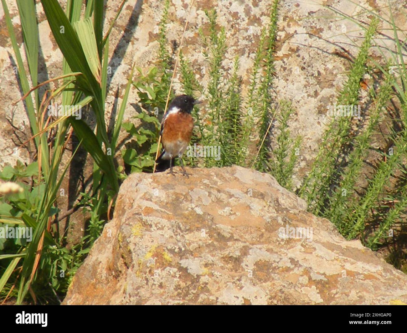 Pink African Stonechat (Saxicola torquatus stonei Stock Photo - Alamy