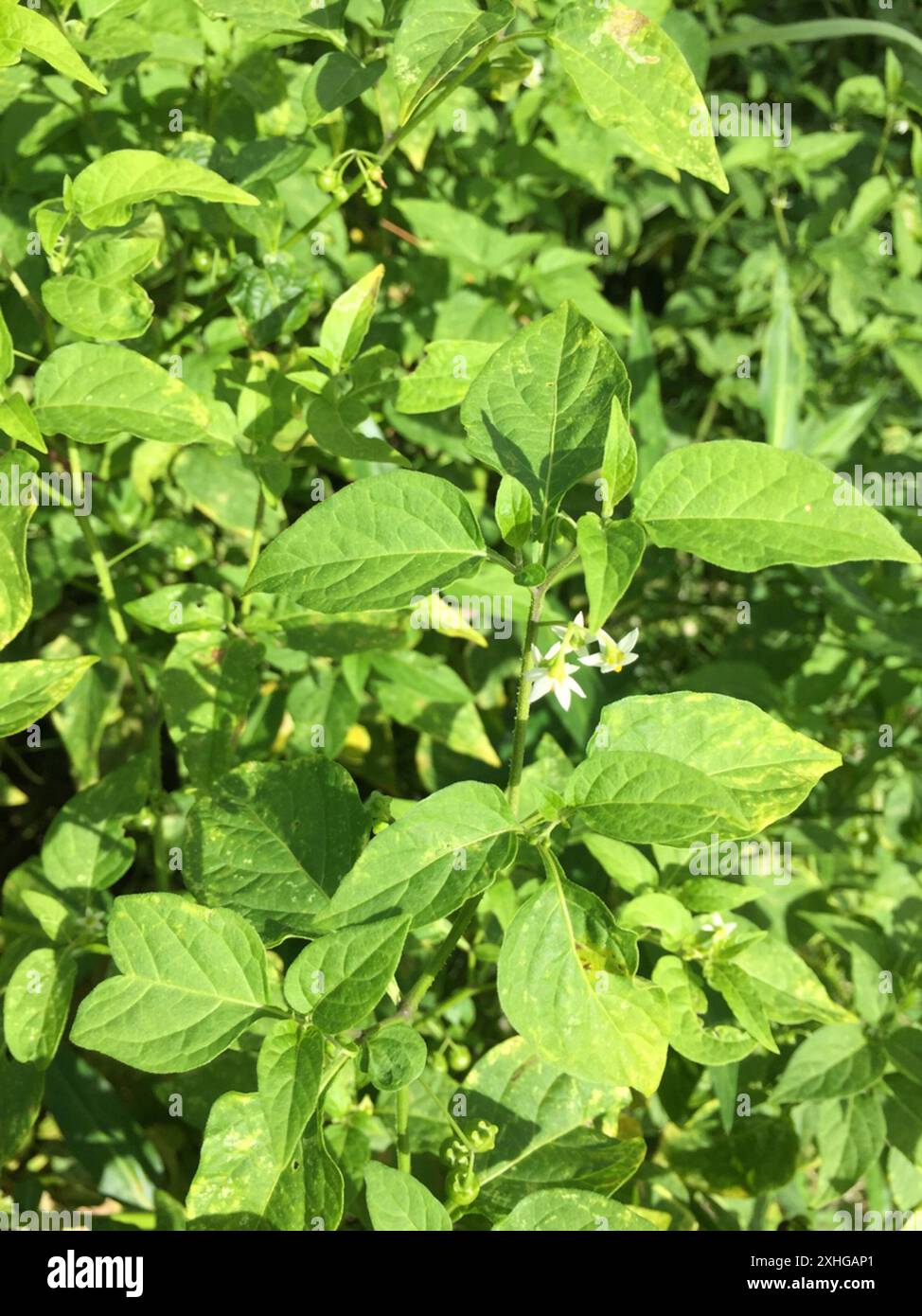 American black nightshade (Solanum americanum Stock Photo - Alamy