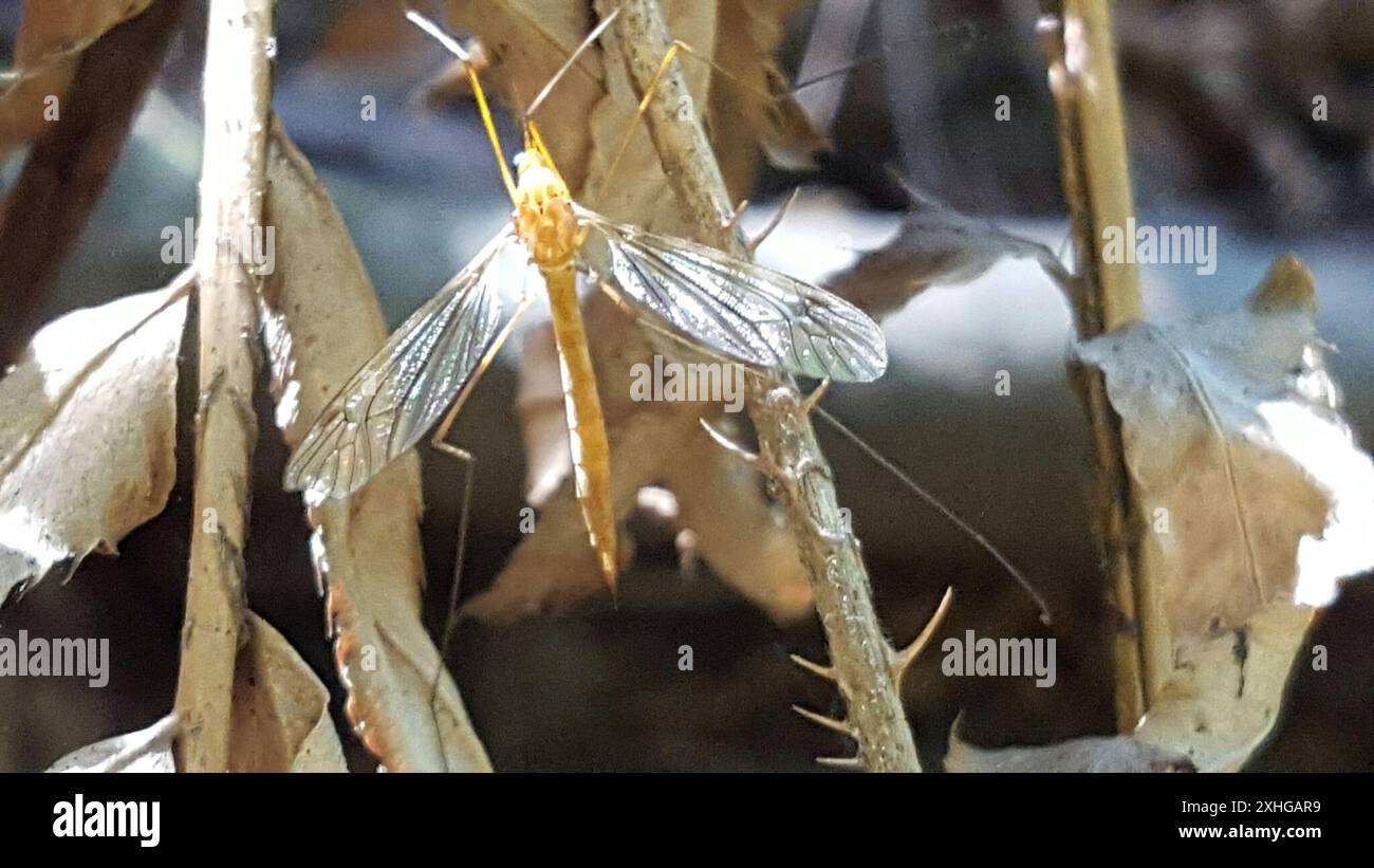 Crane Flies (Tipulomorpha Stock Photo - Alamy