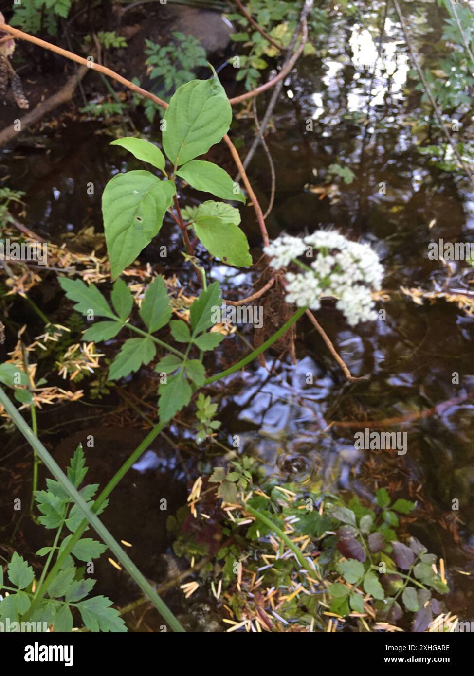 water parsley (Oenanthe sarmentosa Stock Photo - Alamy