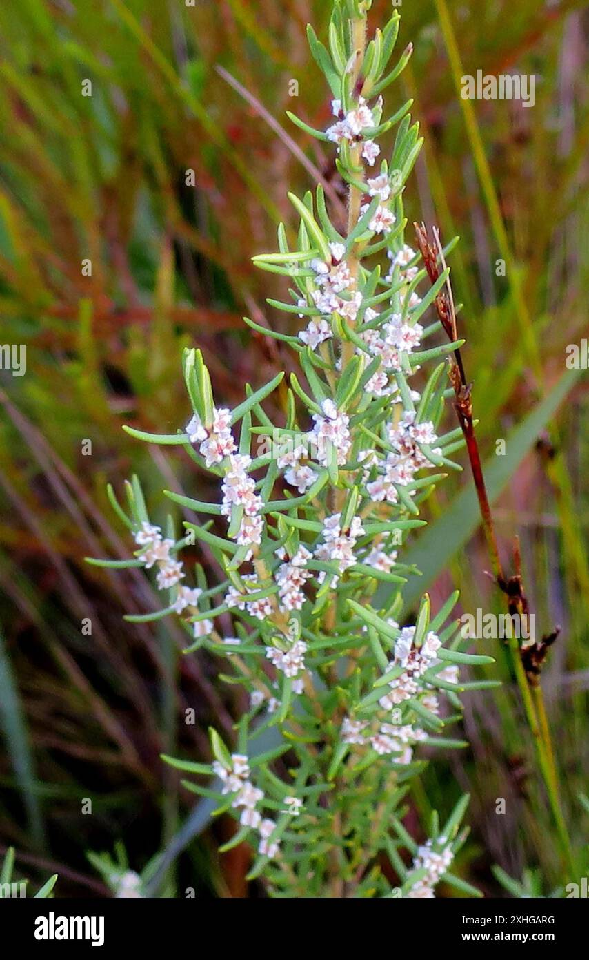 Common Marsh Sillyberry (Grubbia rosmarinifolia rosmarinifolia Stock ...