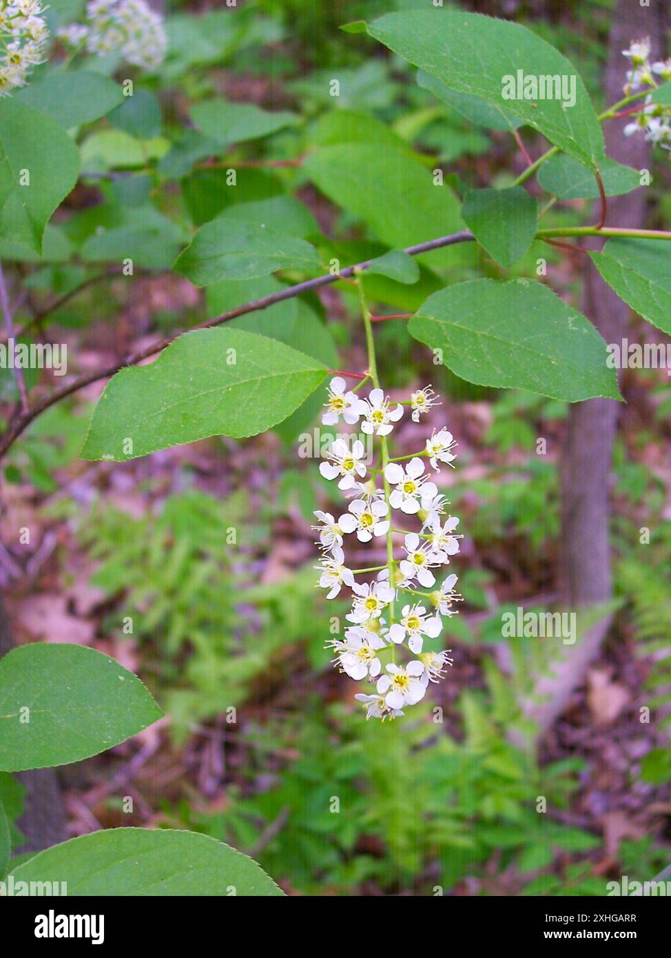 chokecherry (Prunus virginiana Stock Photo - Alamy