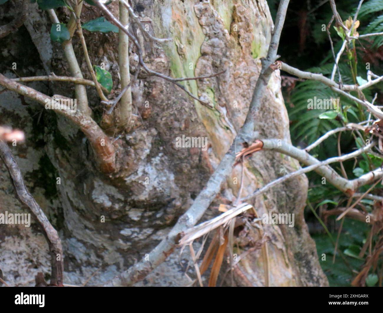 Common Cape Holly (Ilex mitis mitis Stock Photo - Alamy
