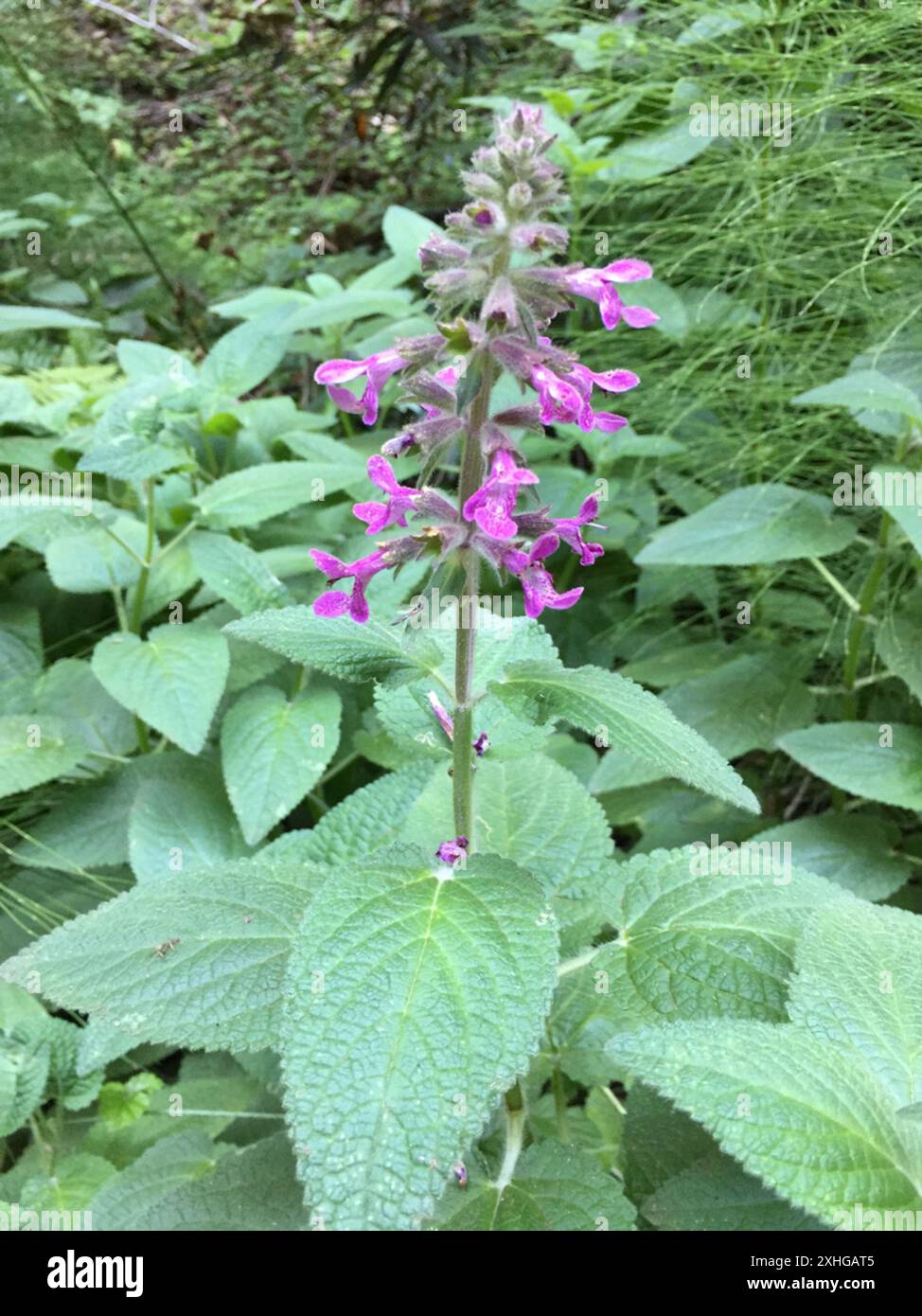 Coastal Hedge-nettle (Stachys chamissonis Stock Photo - Alamy