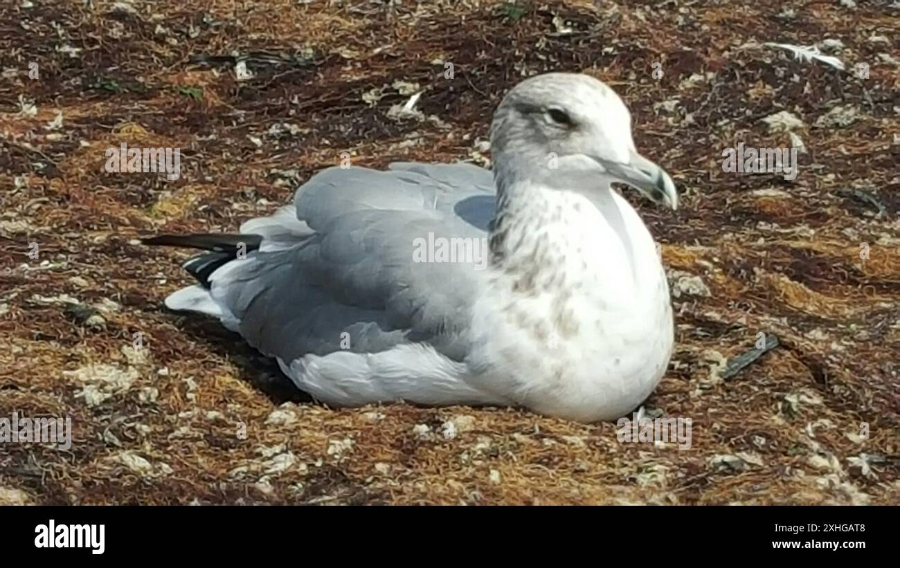 California Gull (Larus californicus Stock Photo - Alamy