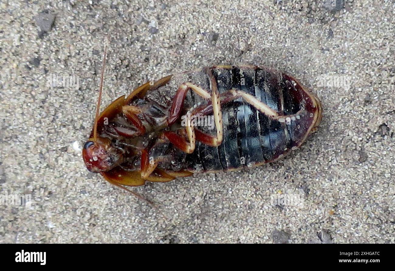 Cape Mountain Cockroach (Aptera fusca Stock Photo - Alamy