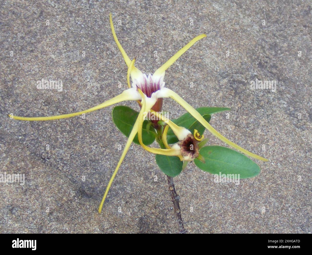 Poison Rope (Strophanthus gerrardii Stock Photo - Alamy