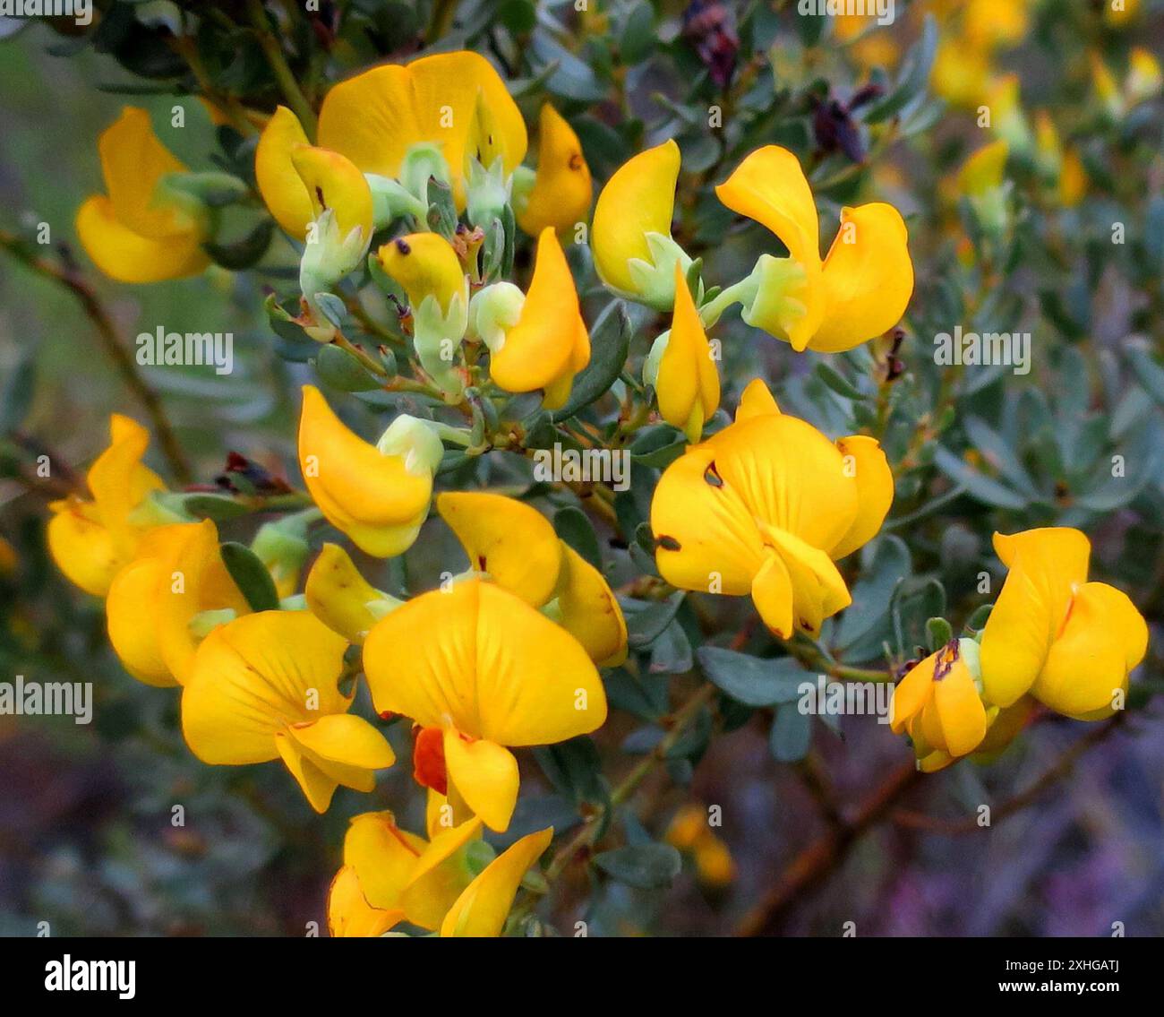 Vlei Honeybush (Cyclopia subternata Stock Photo - Alamy