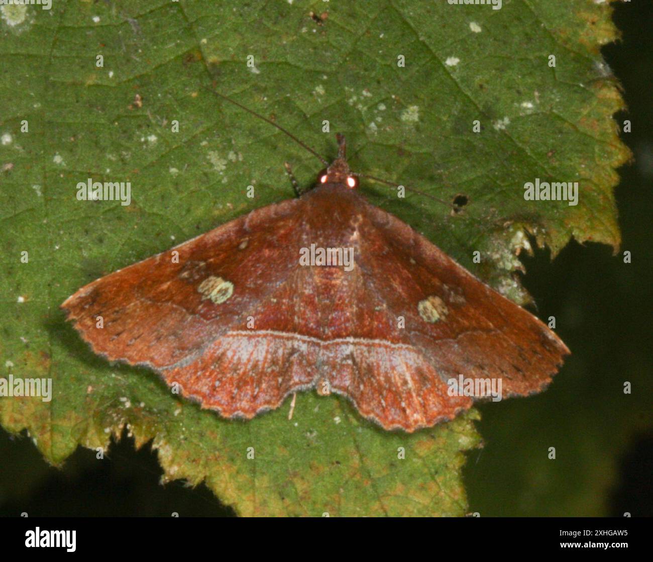 Underwing, Tiger, Tussock, and Allied Moths (Erebidae Stock Photo - Alamy