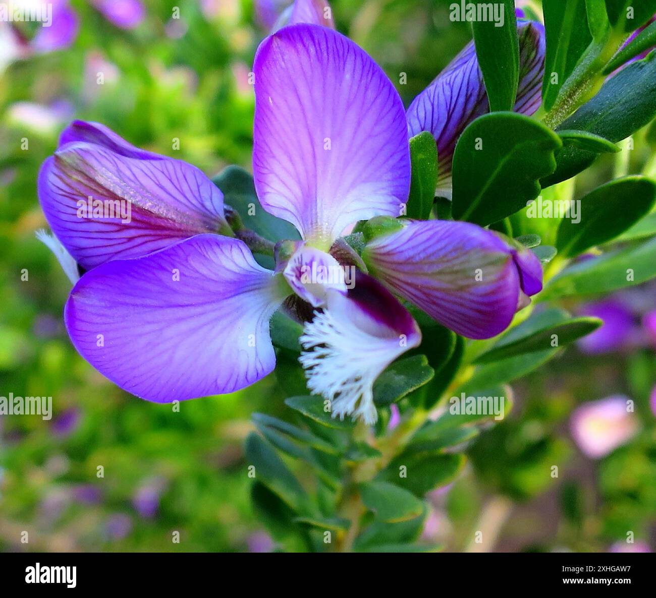 Septemberbush (Polygala myrtifolia myrtifolia Stock Photo - Alamy