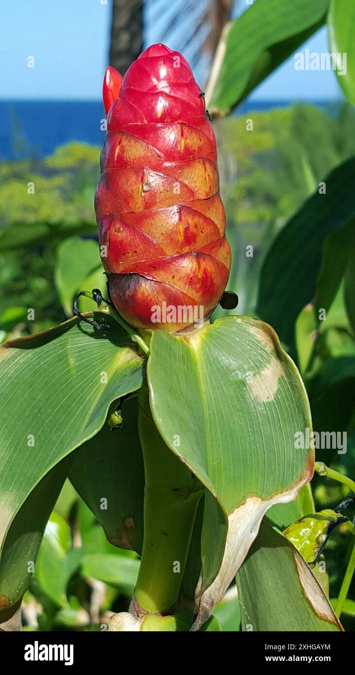 Red Button Ginger (Costus woodsonii Stock Photo - Alamy