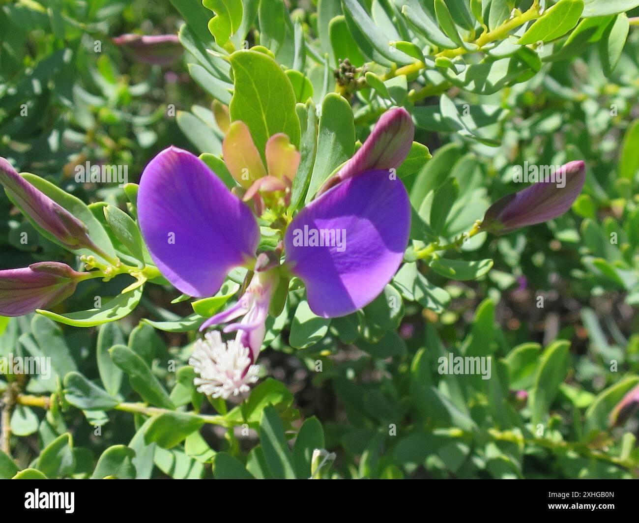 Septemberbush (Polygala myrtifolia myrtifolia Stock Photo - Alamy