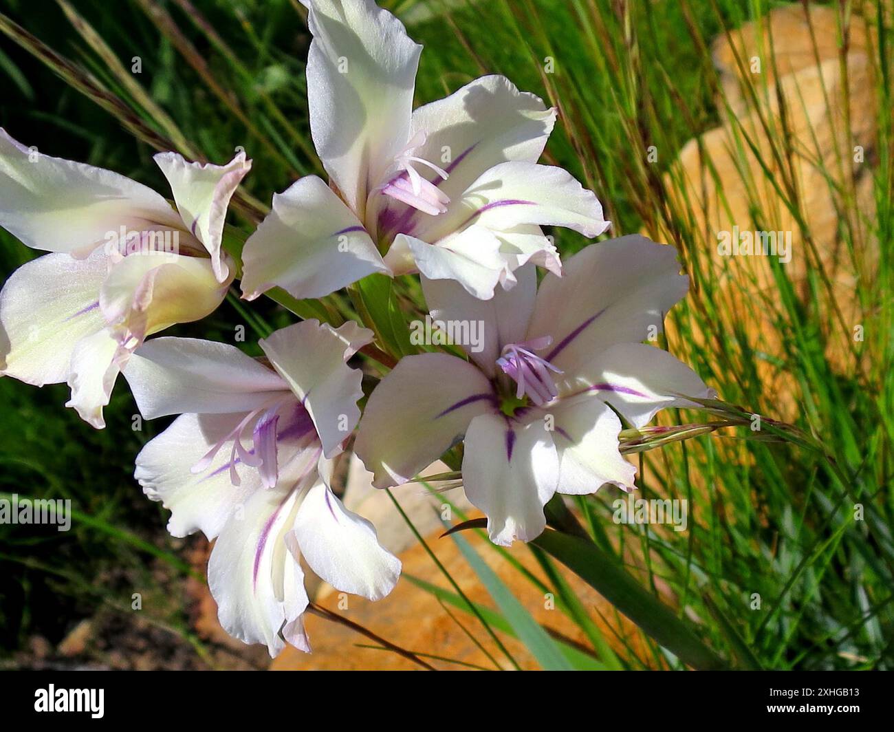 Common Swordlily (Gladiolus floribundus Stock Photo - Alamy