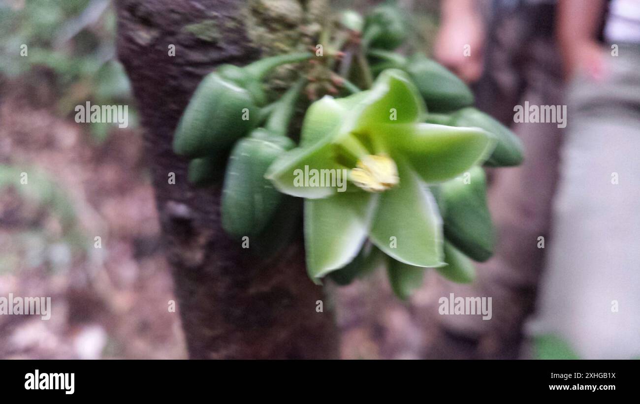 Brexia hi-res stock photography and images - Alamy