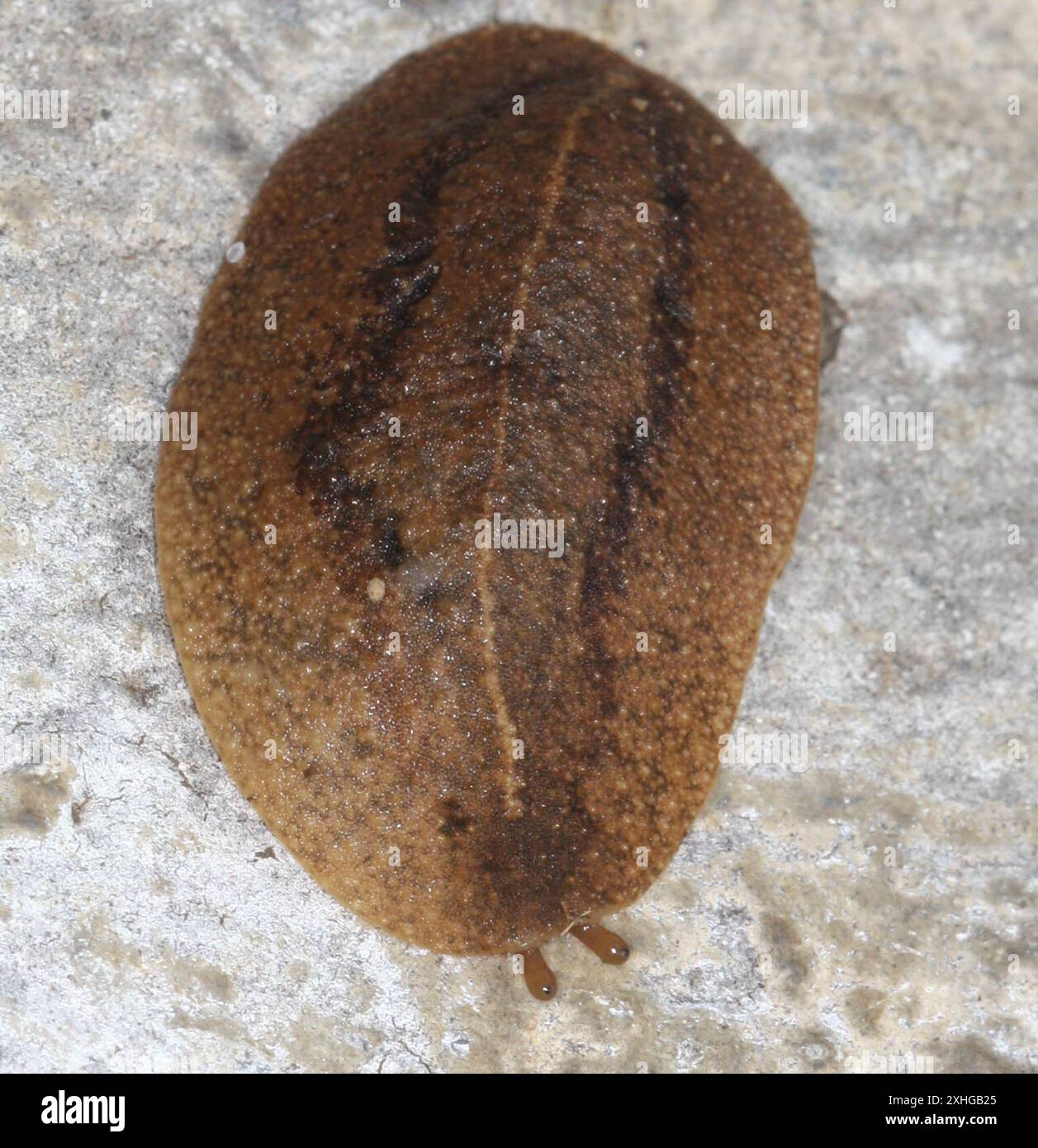 Cuban Leaf Slug (Veronicella cubensis Stock Photo - Alamy