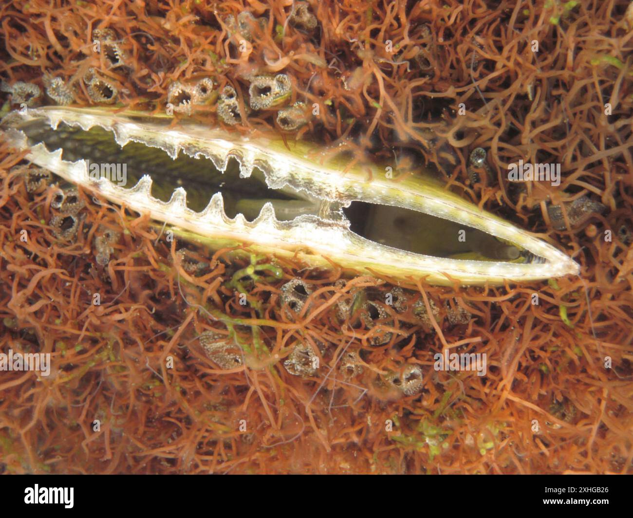 Pen Shells (Pinnidae Stock Photo - Alamy
