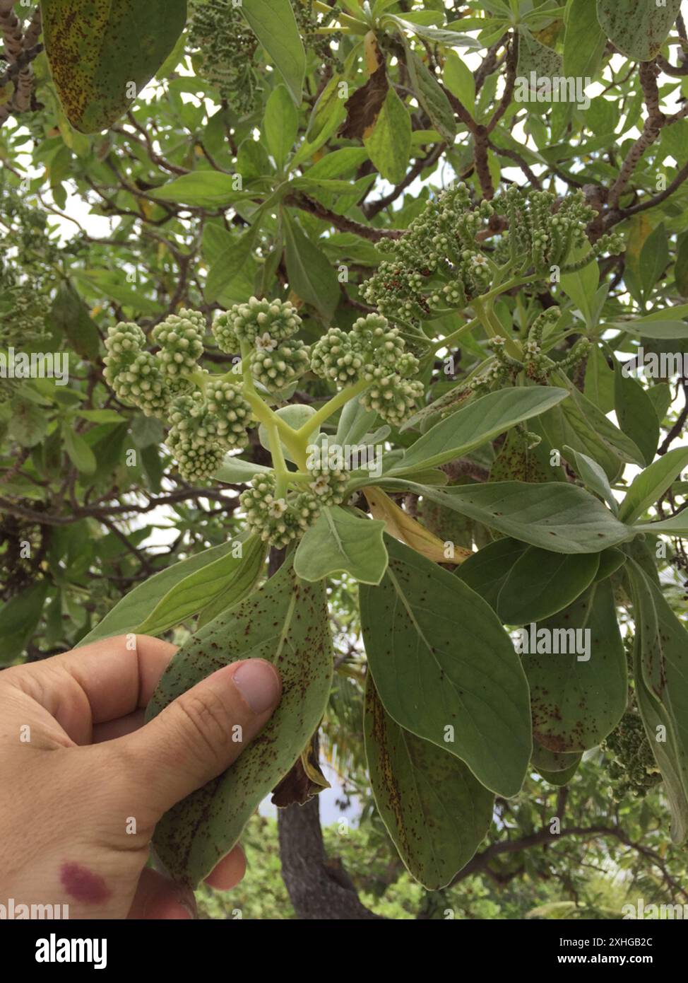 tree heliotrope (Heliotropium arboreum Stock Photo - Alamy