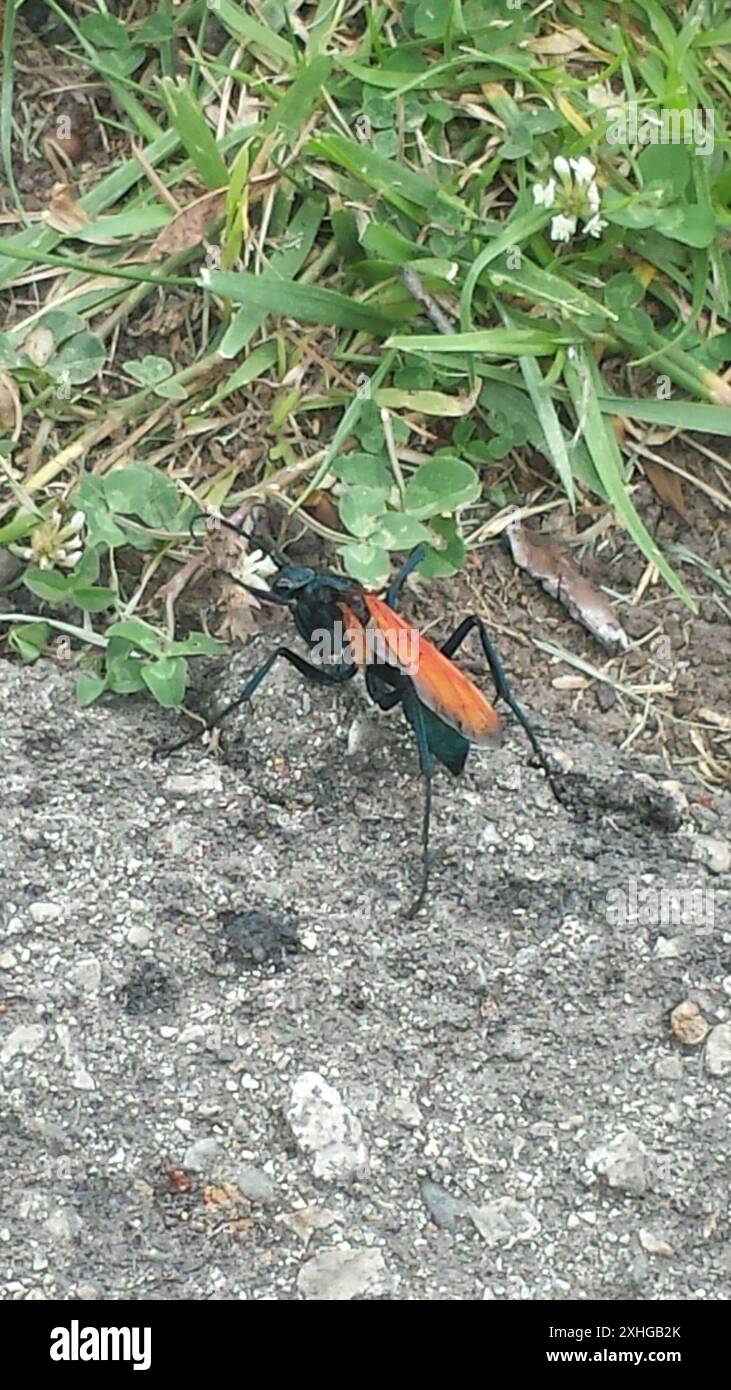 New World Tarantula-hawk Wasps (Pepsis Stock Photo - Alamy