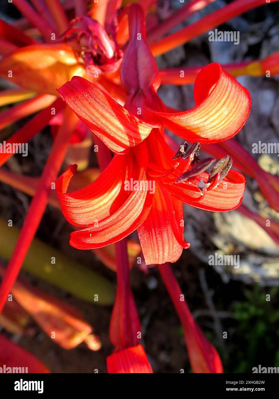 Brunsvigia orientalis hi-res stock photography and images - Alamy