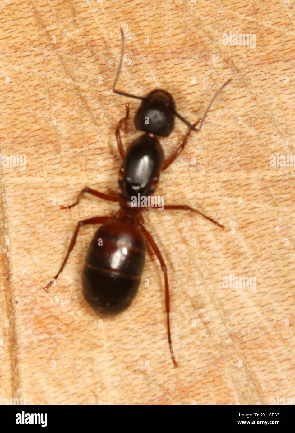 Camponotus vicinus hi-res stock photography and images - Alamy