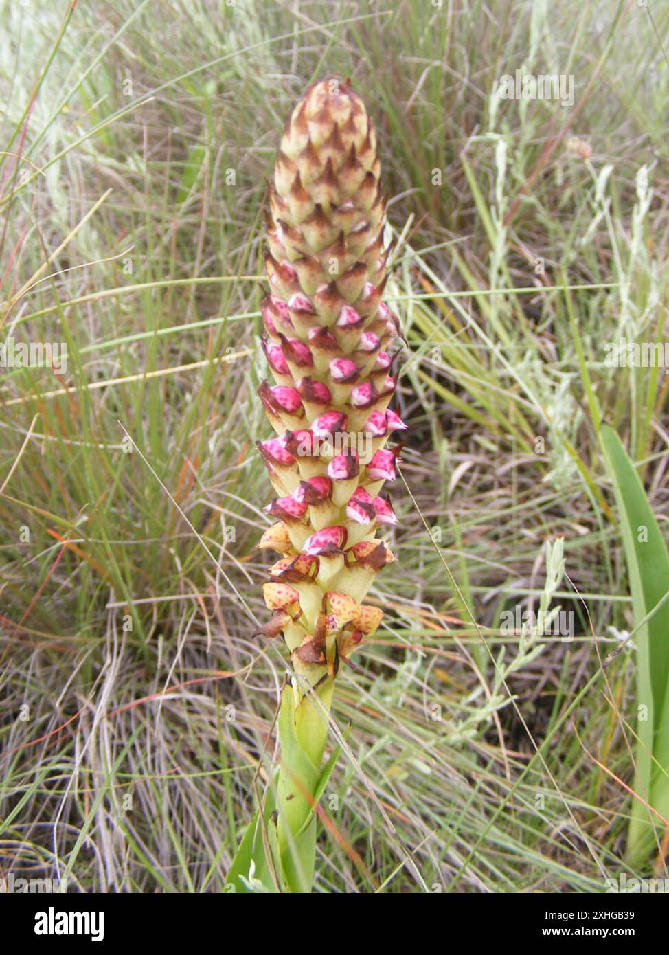 Disa versicolor hi-res stock photography and images - Alamy