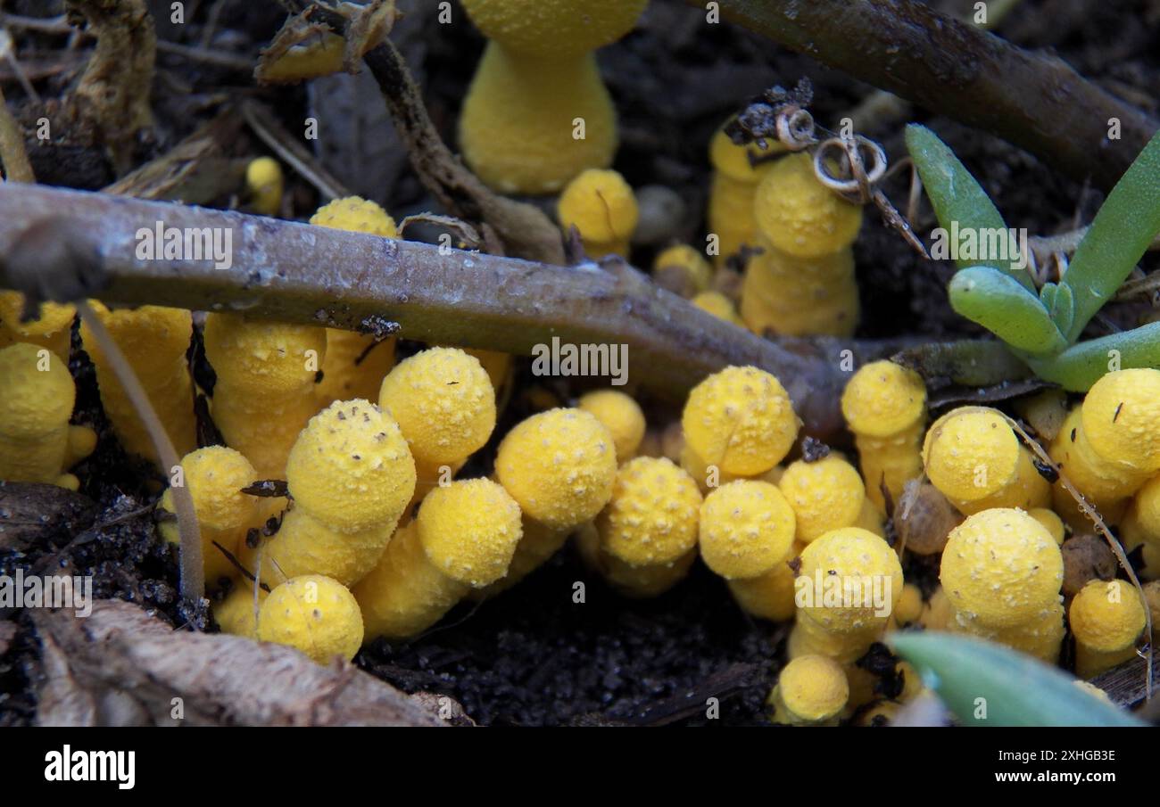flowerpot parasol (Leucocoprinus birnbaumii Stock Photo - Alamy