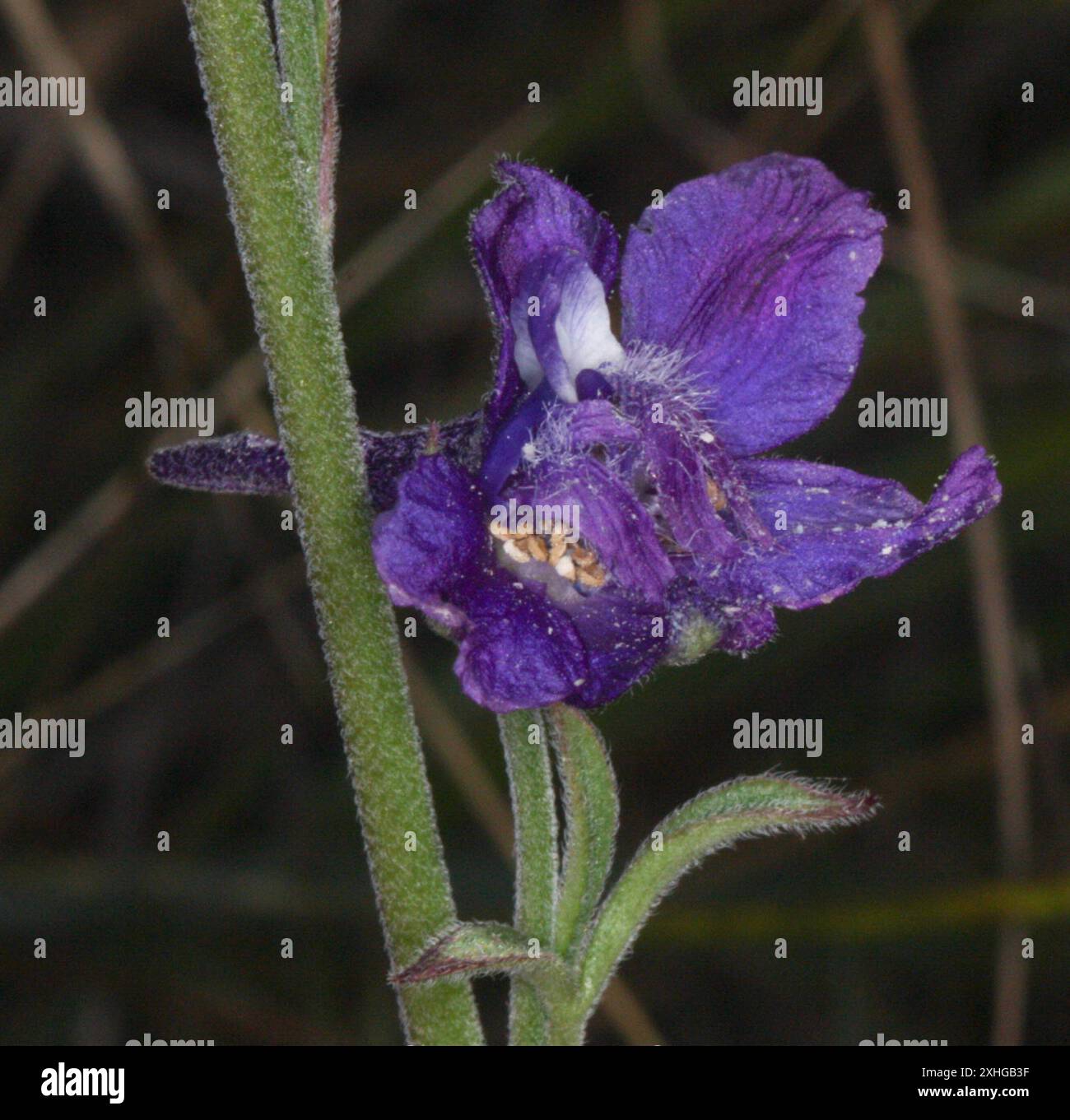 western larkspur (Delphinium hesperium hesperium Stock Photo - Alamy