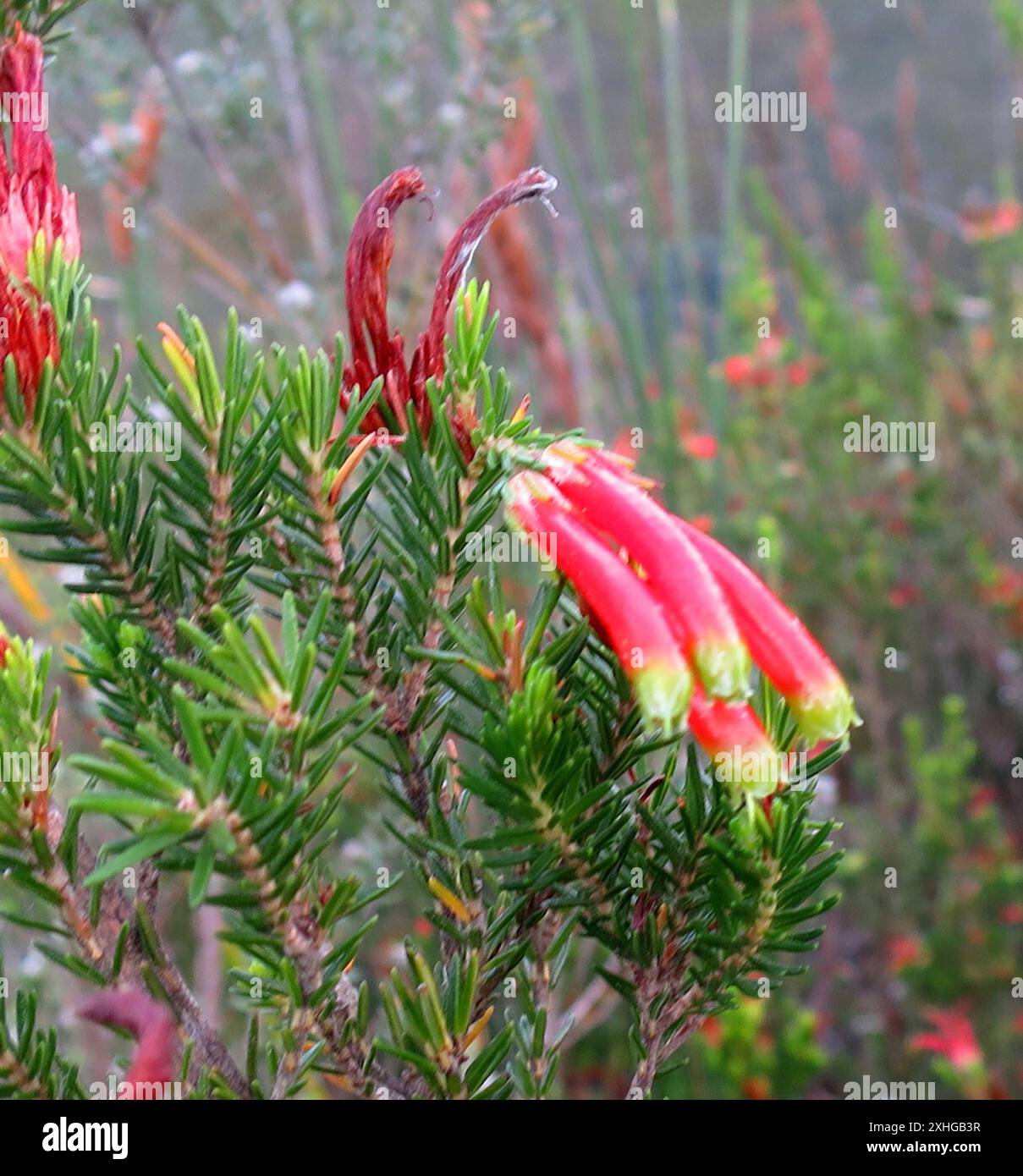 George Onecolour Heath (Erica unicolor georgensis Stock Photo - Alamy